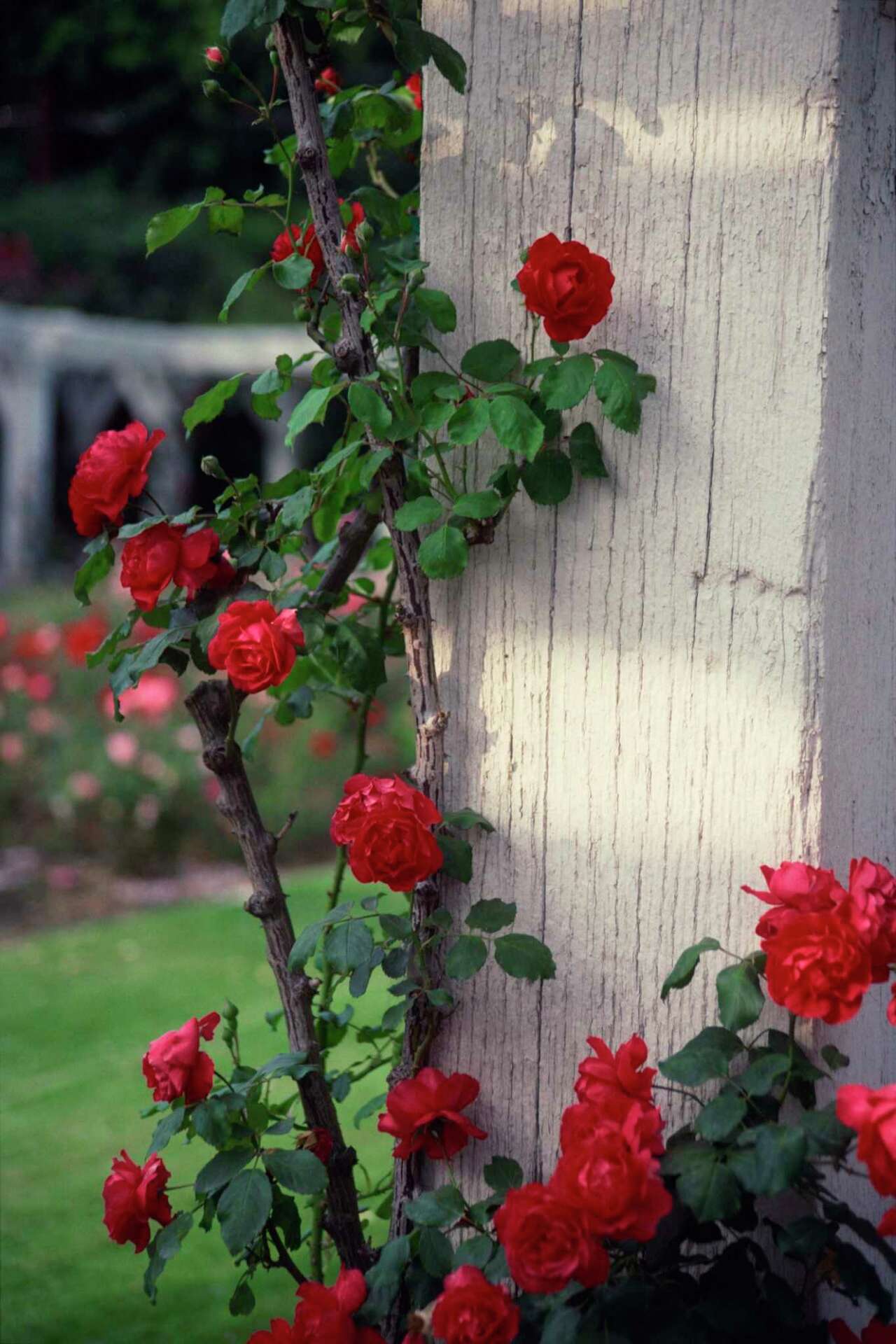 How to Grow Trailing Roses