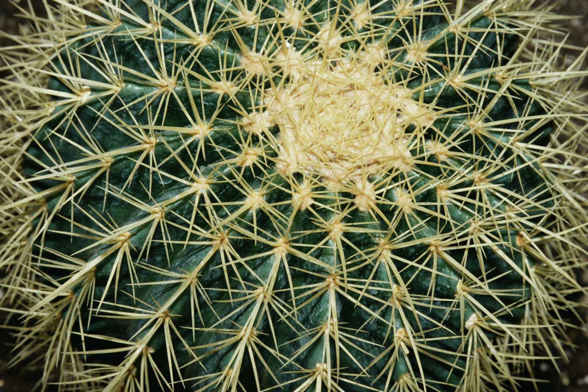 Life Cycle of a Golden Barrel Cactus