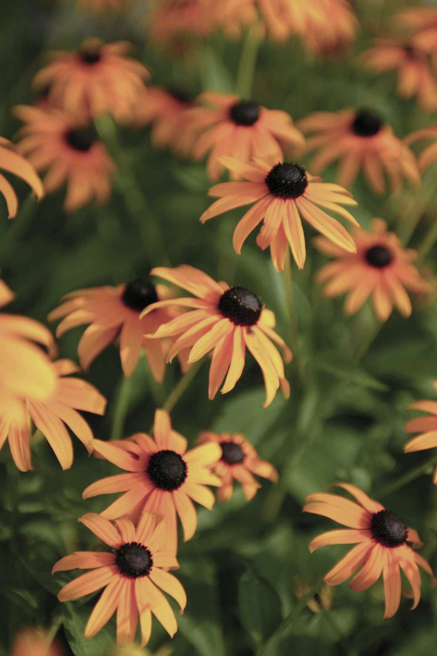 What Is the Basal Portion of the Stem in Flowers?