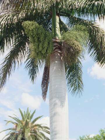 How to Plant Cuban Royal Palm Seed