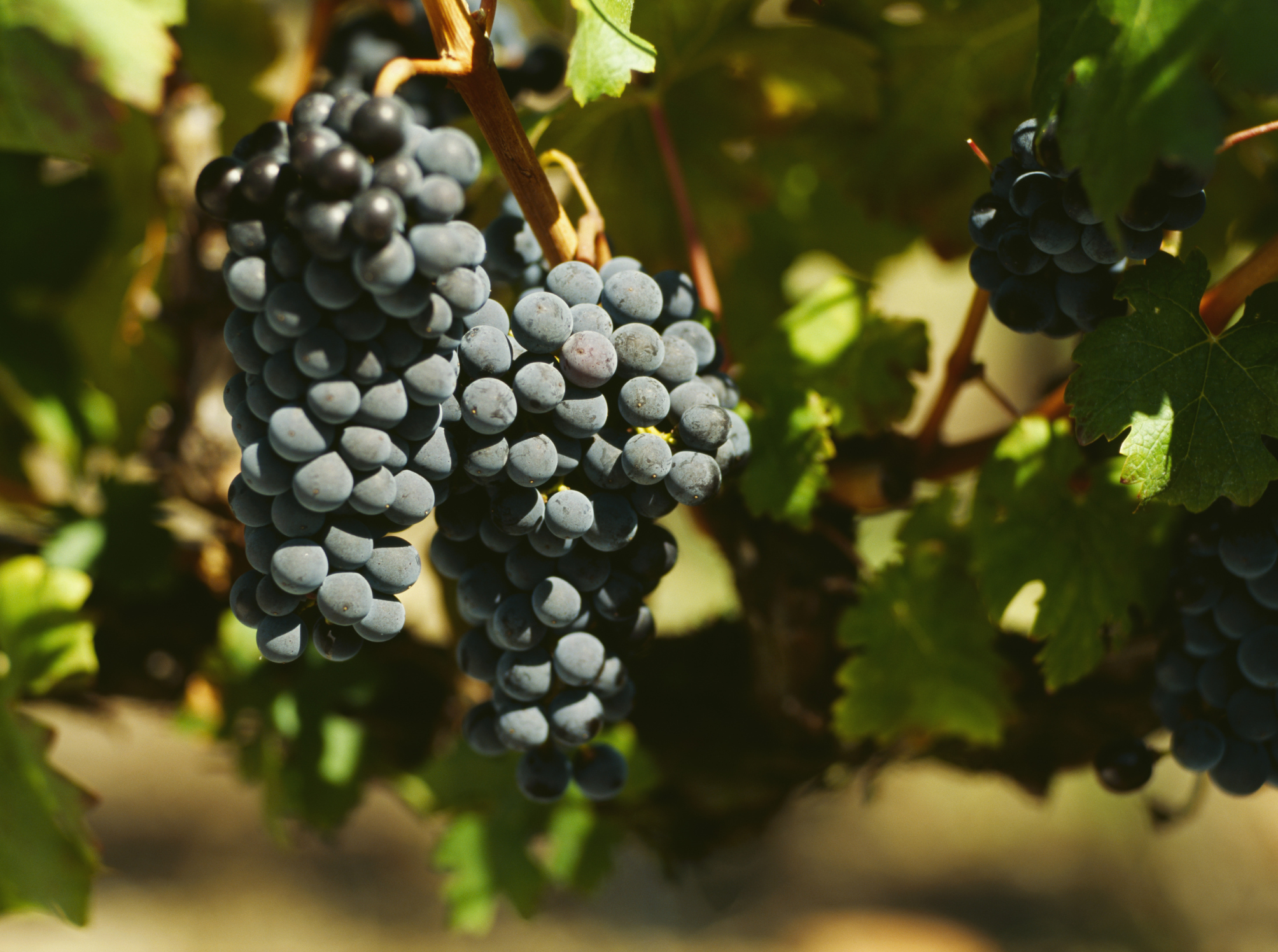 Fertilizers for the Venus Seedless Grape