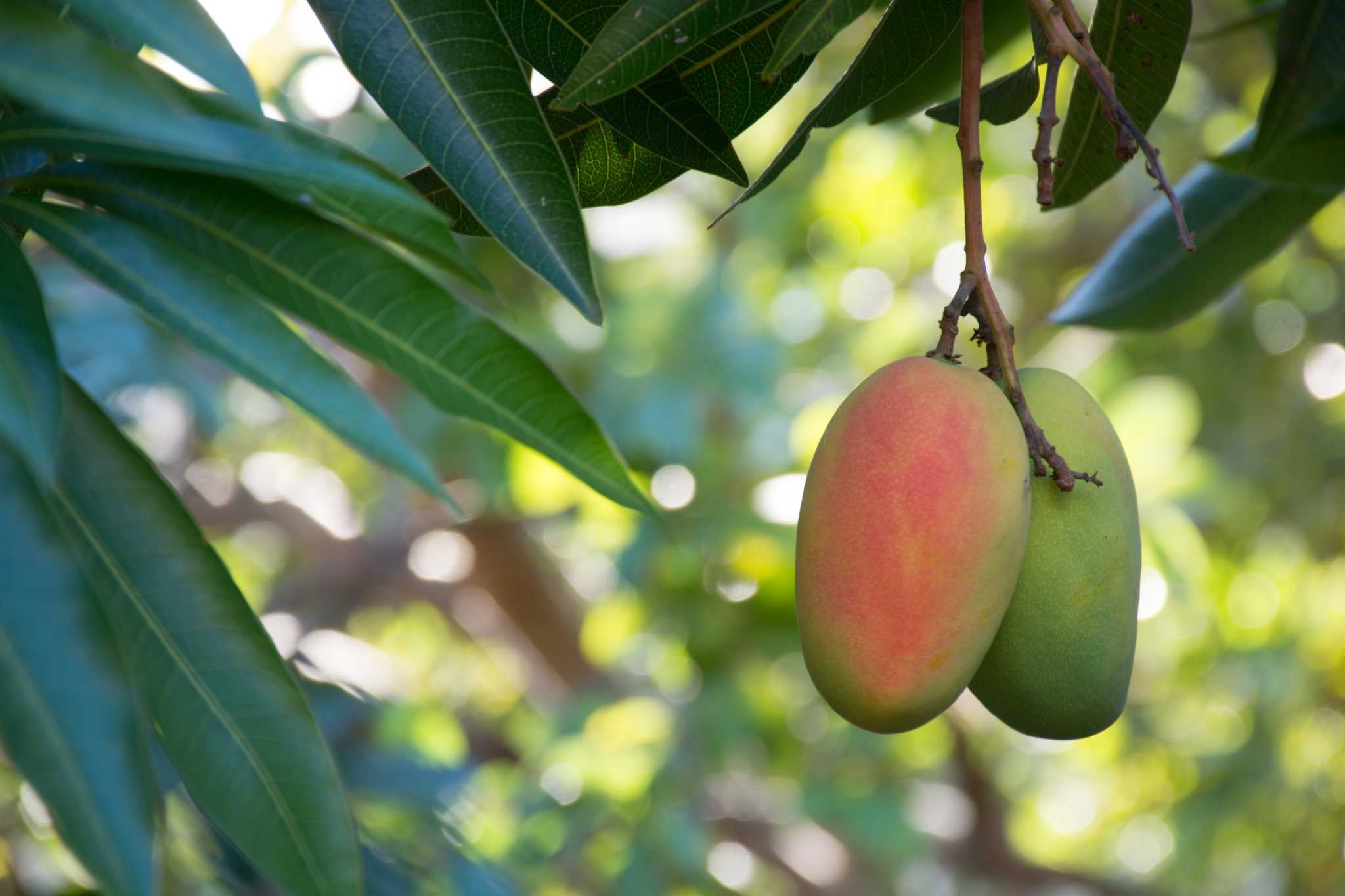 What Fertilizer to Use When Mangoes Are Flowering?