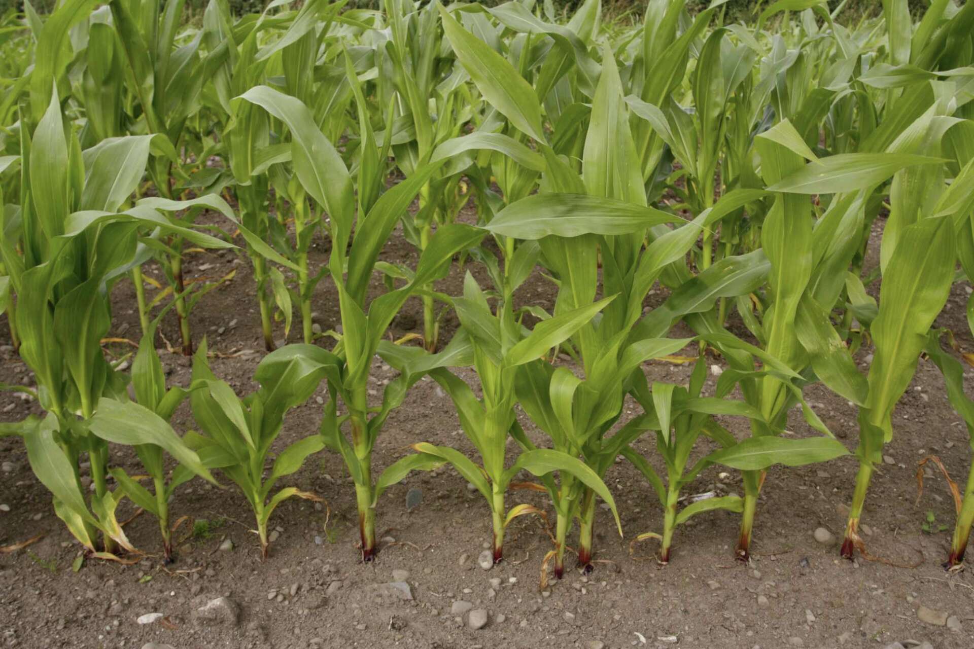 Which Fertilizer Works Best for Corn?