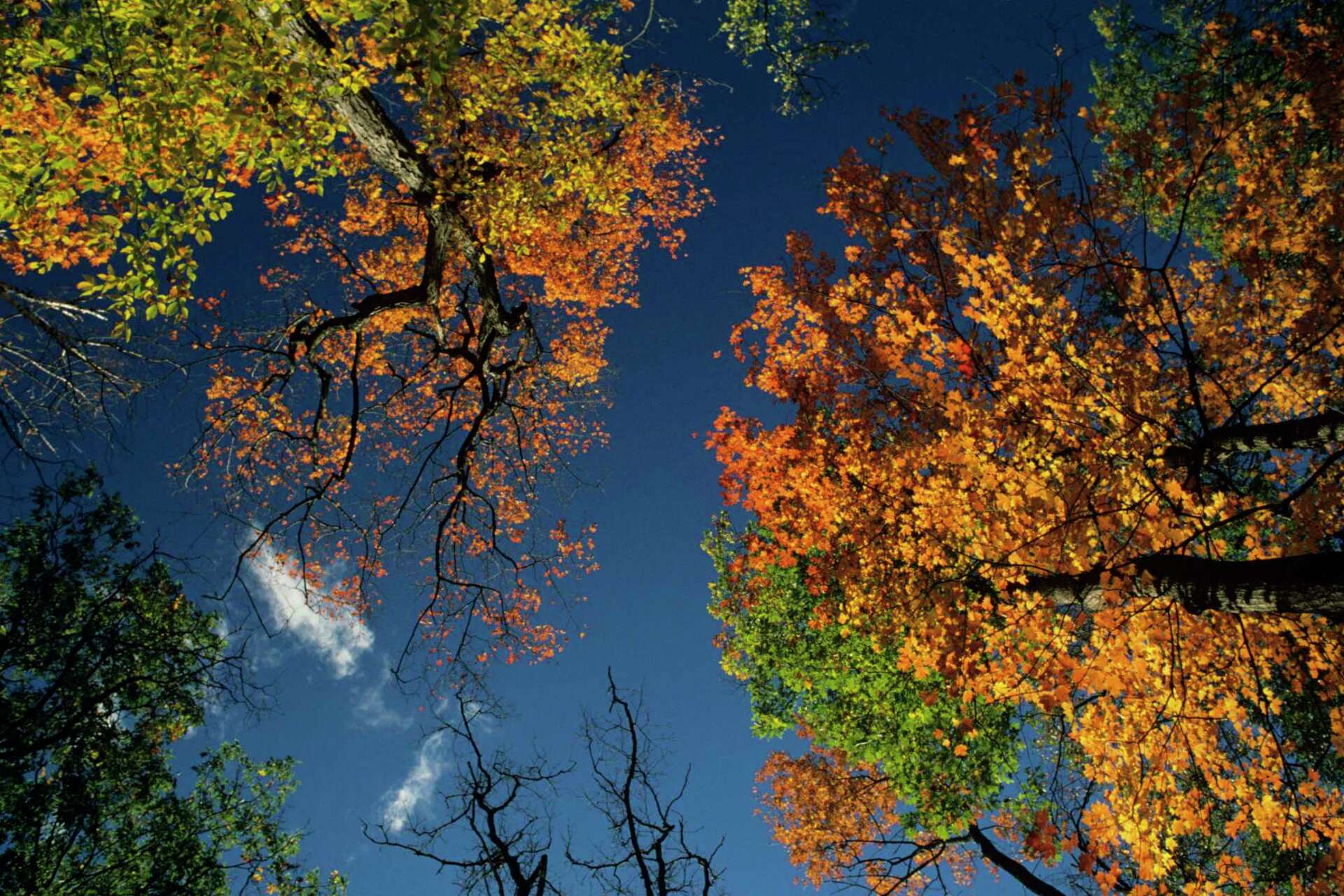 How to Grow Sugar Maples From Seed