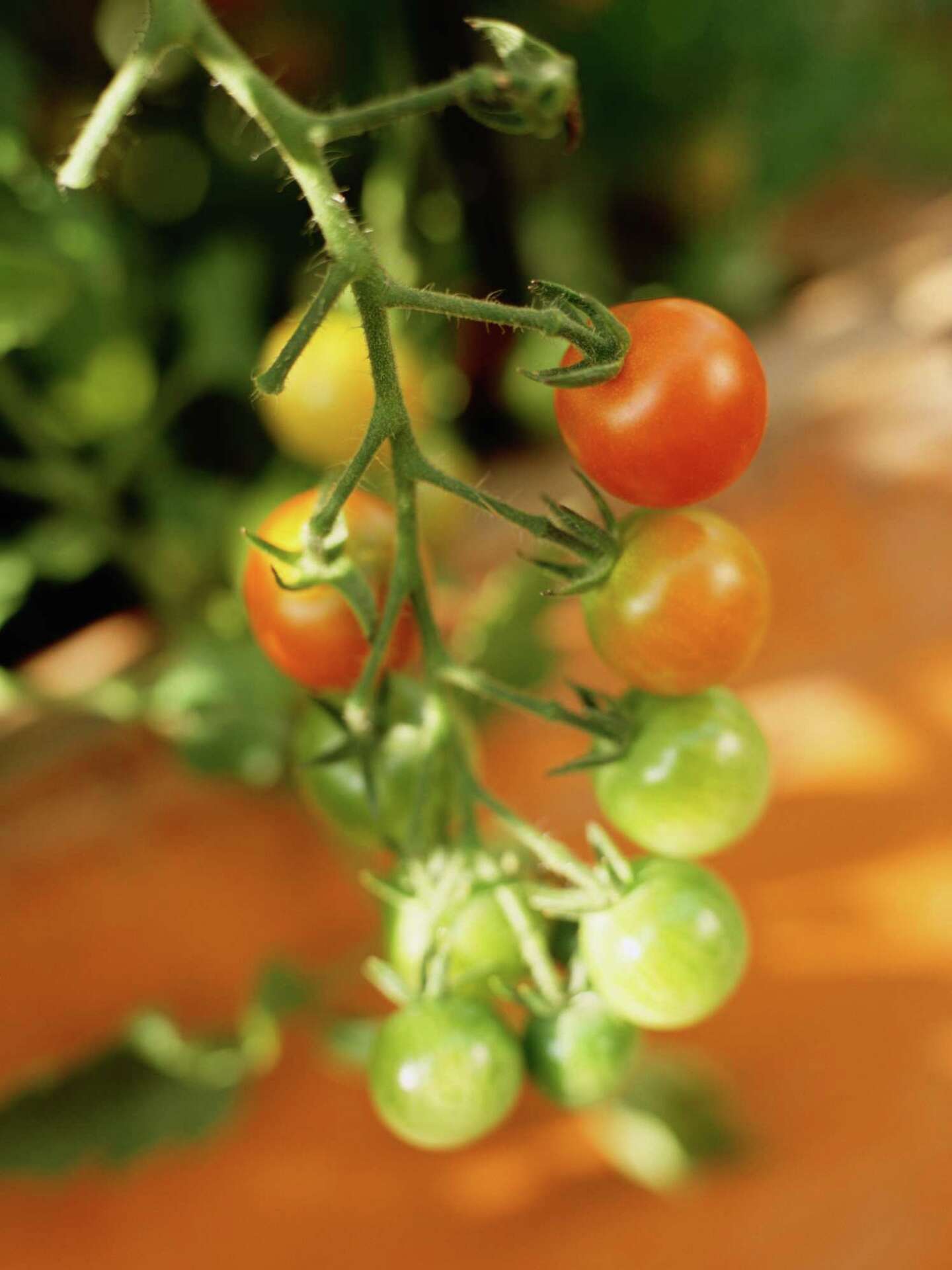 What Are Trusses on Tomato Plants?