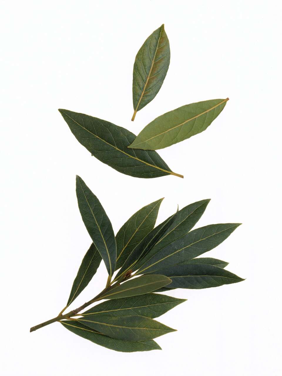 How to Grow Pimenta Racemosa