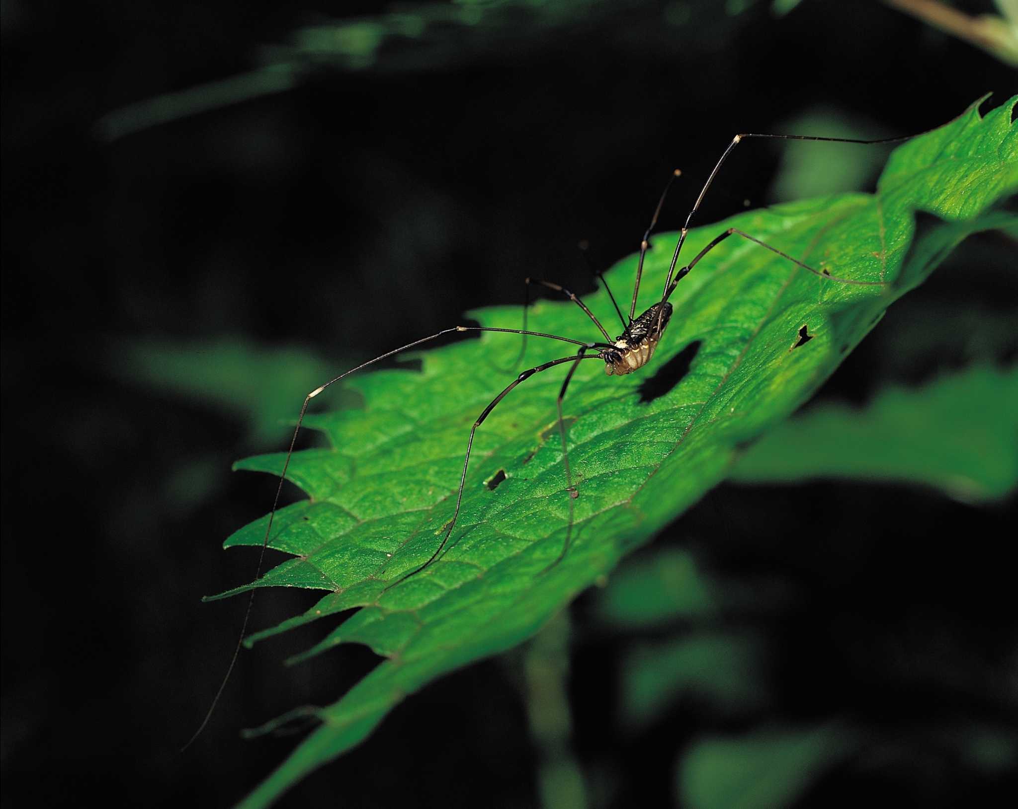 Bay Leaves & Spiders