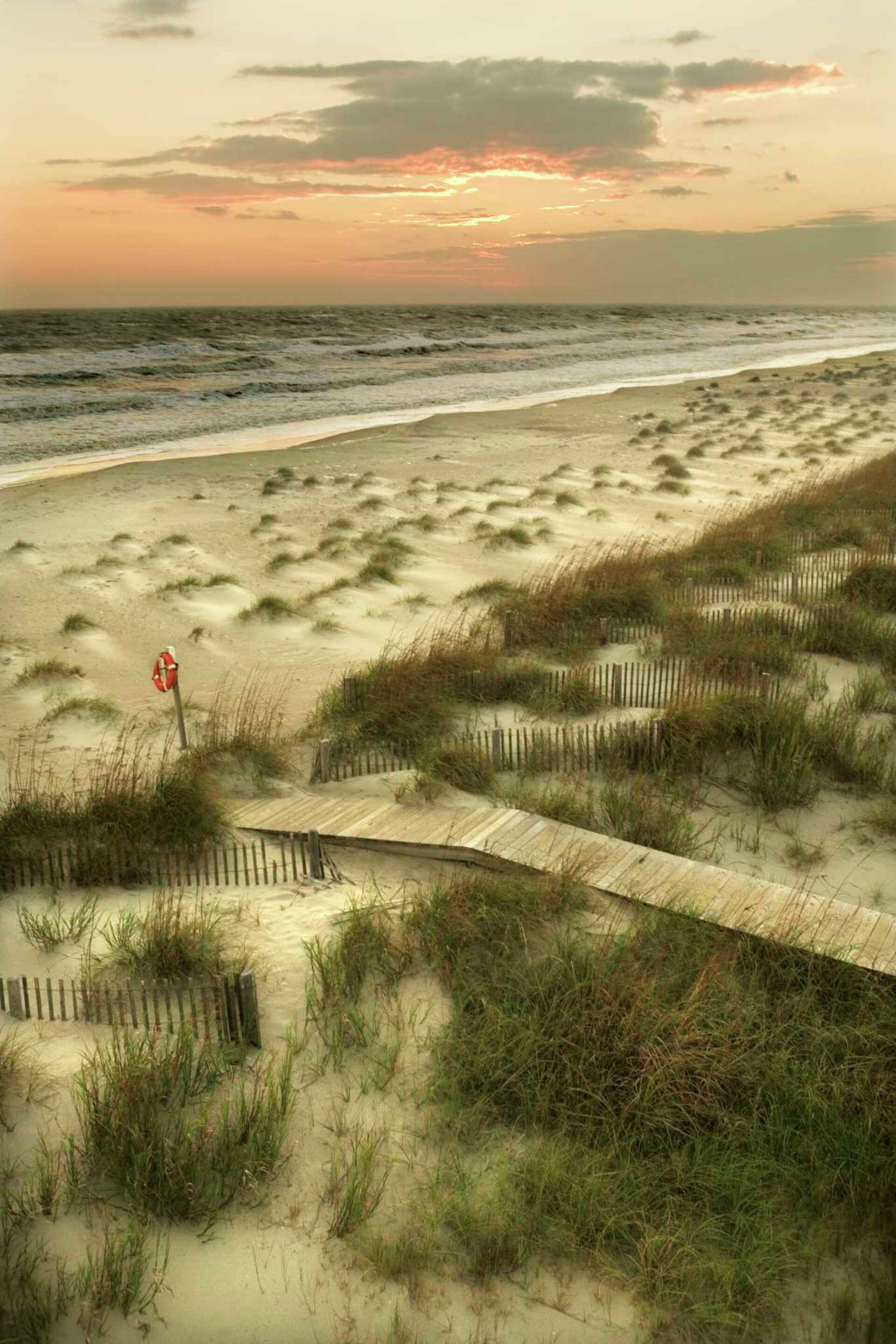 How Do Beach Grasses Prevent Erosion?