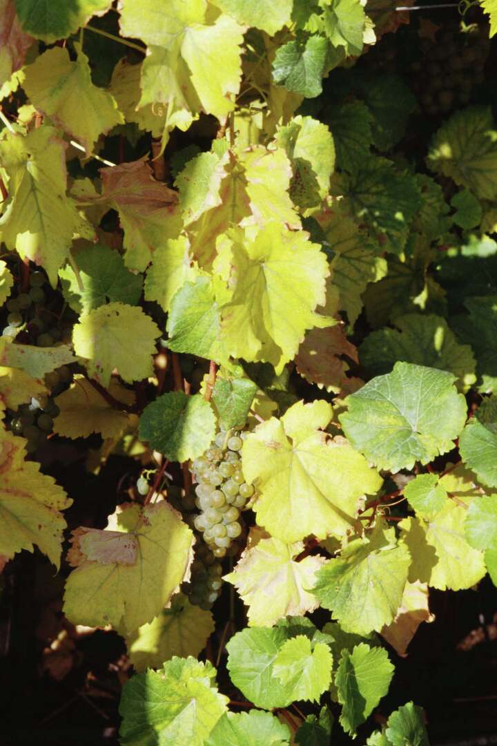 Fertilizing Grapes With Compost