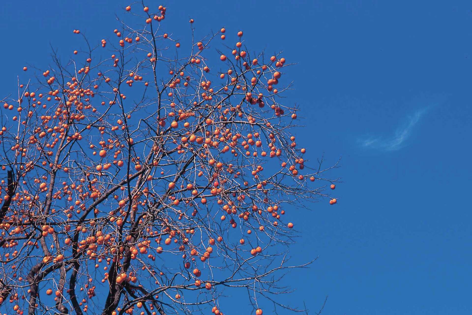 How to Tell the Sex of a Persimmon Tree