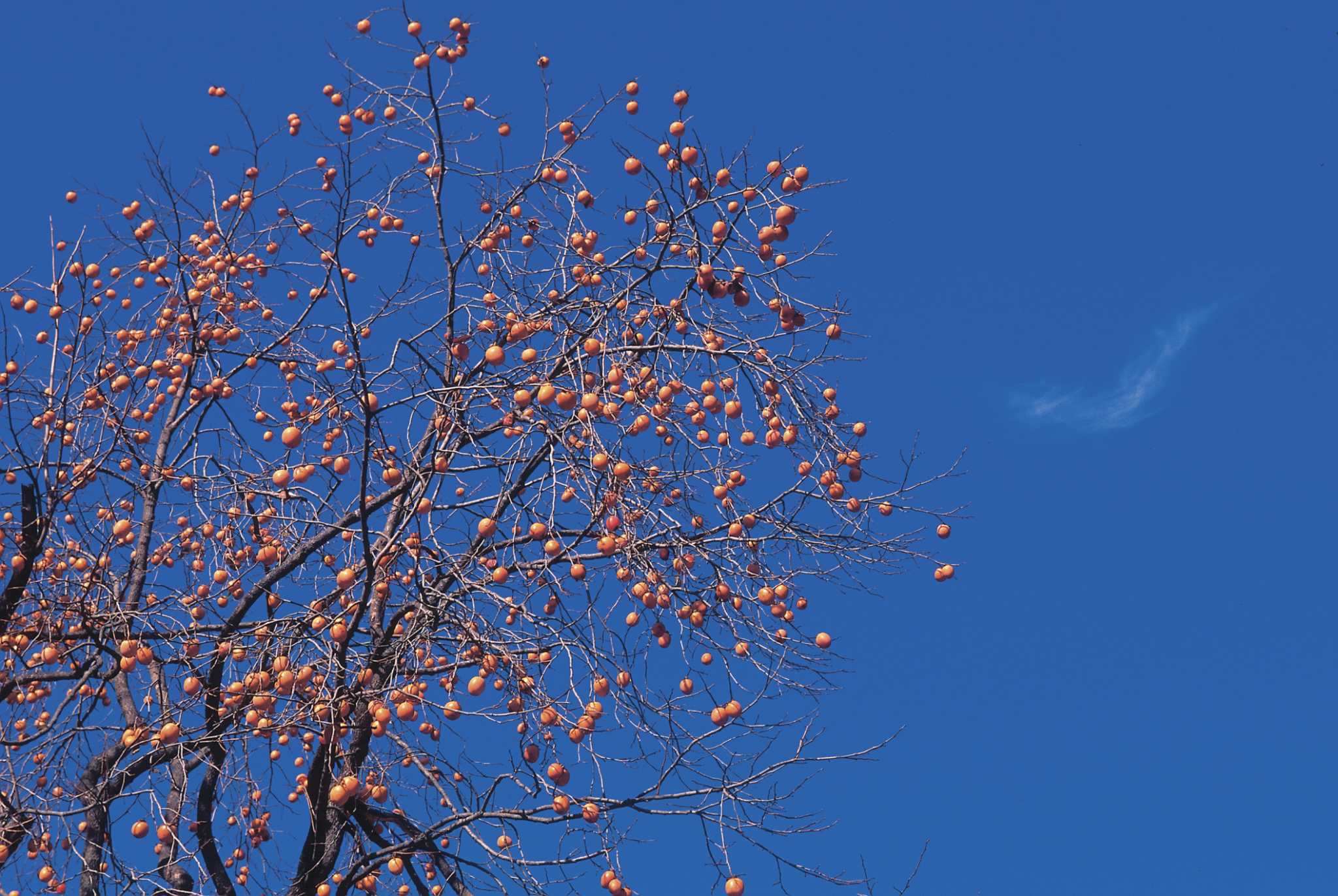 How To Tell The Sex Of A Persimmon Tree