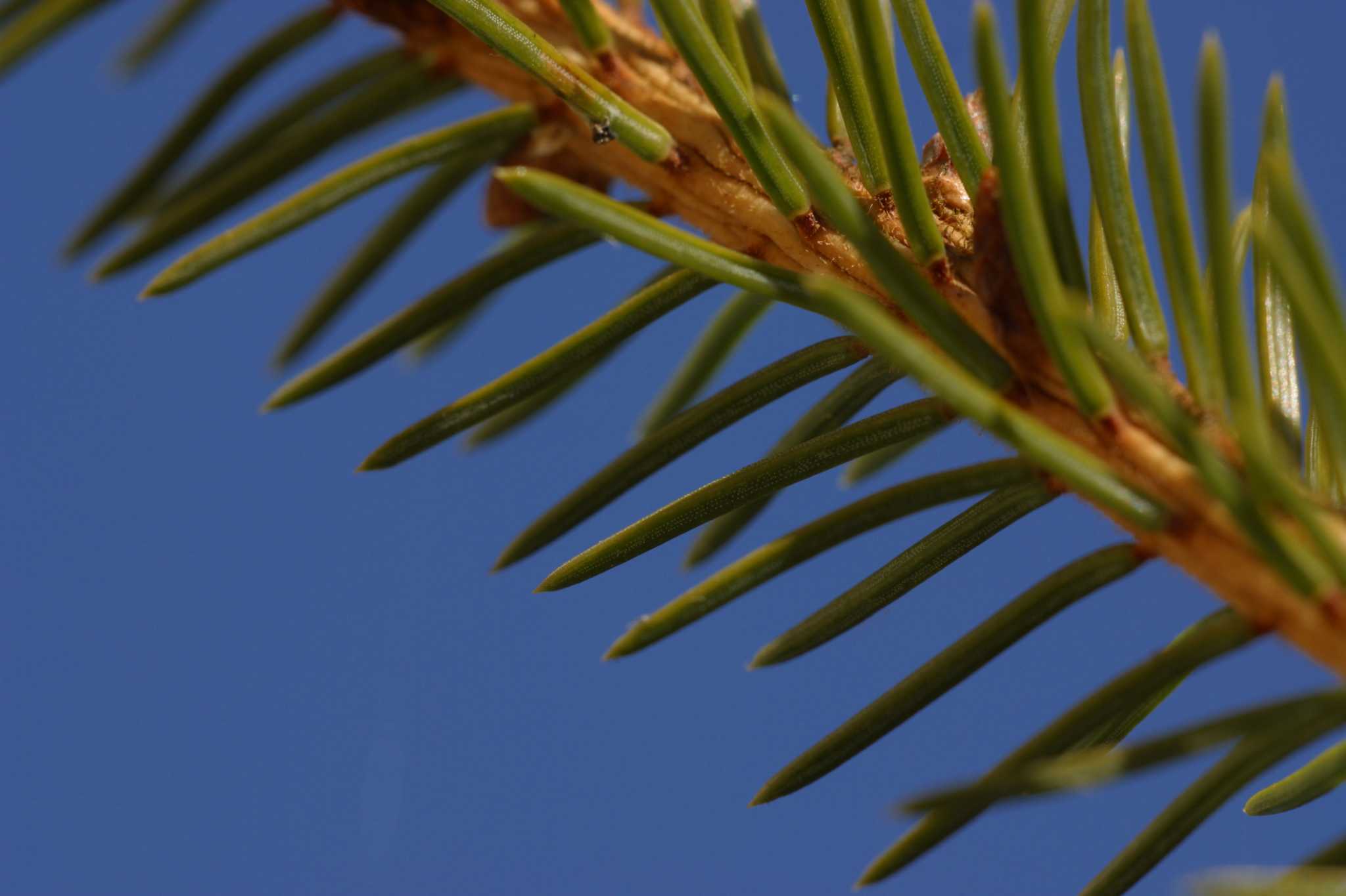 Spruce Sirococcus Blight