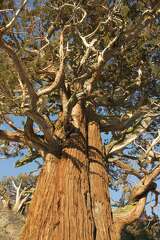 Types of Long-Needled Evergreen Trees