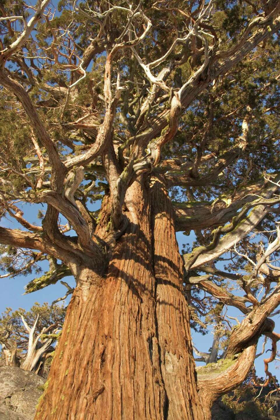 Types of Long-Needled Evergreen Trees