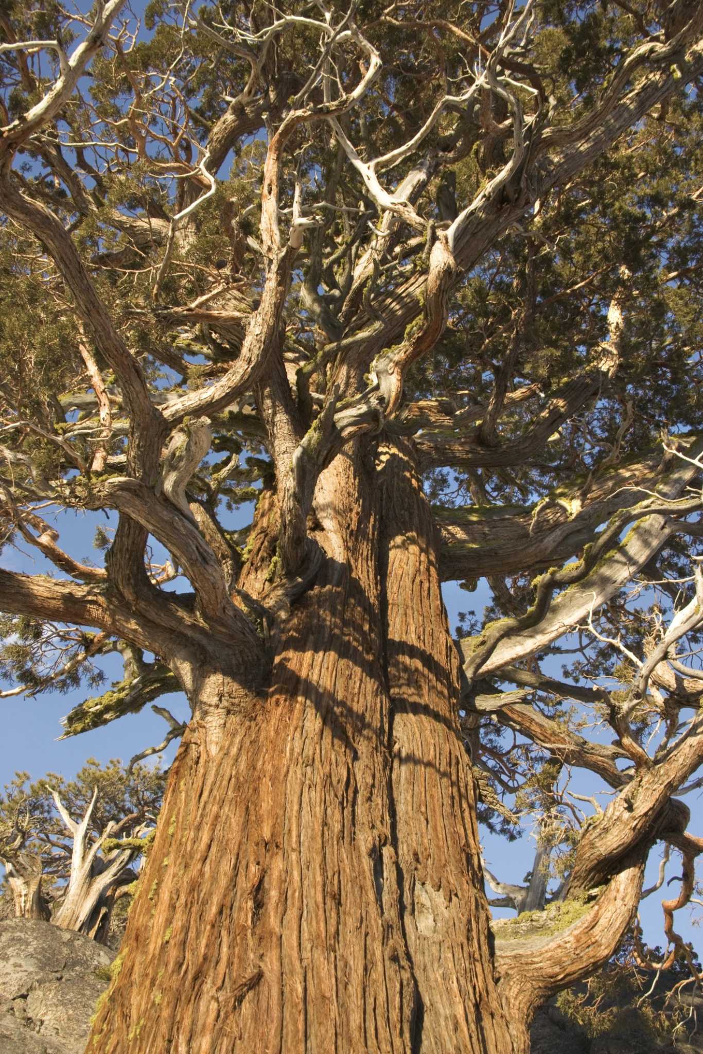 Types of Long-Needled Evergreen Trees