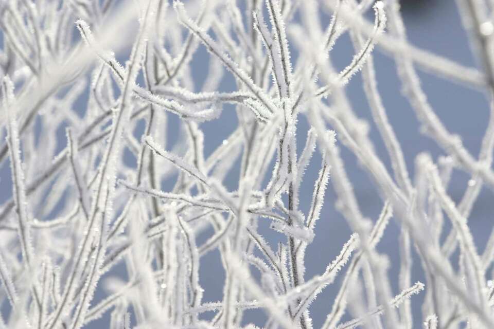 How to Refresh Boxwood Bushes That Have Winter Burn
