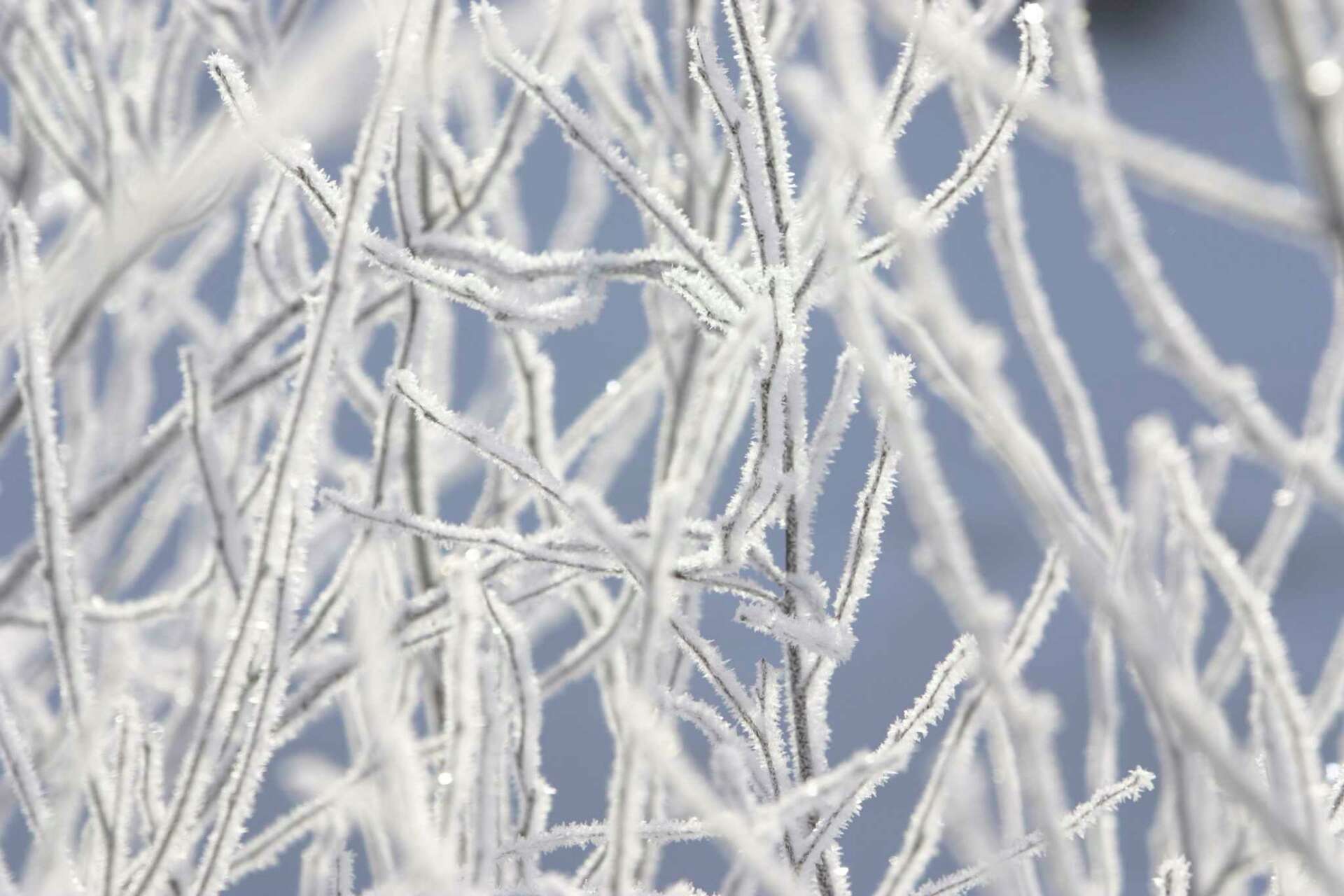 How to Refresh Boxwood Bushes That Have Winter Burn