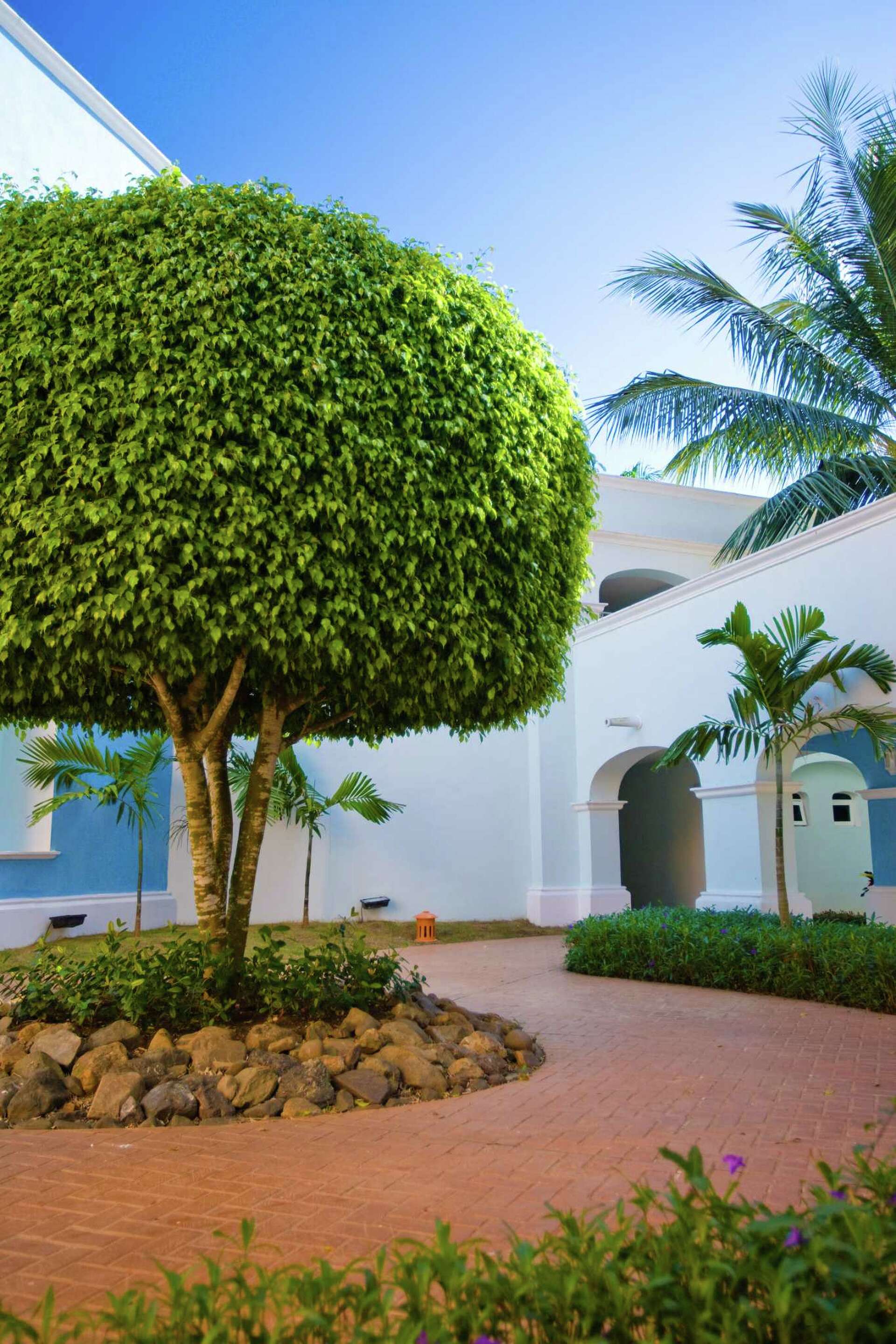 What Types of Evergreens Are Used for a Topiary?