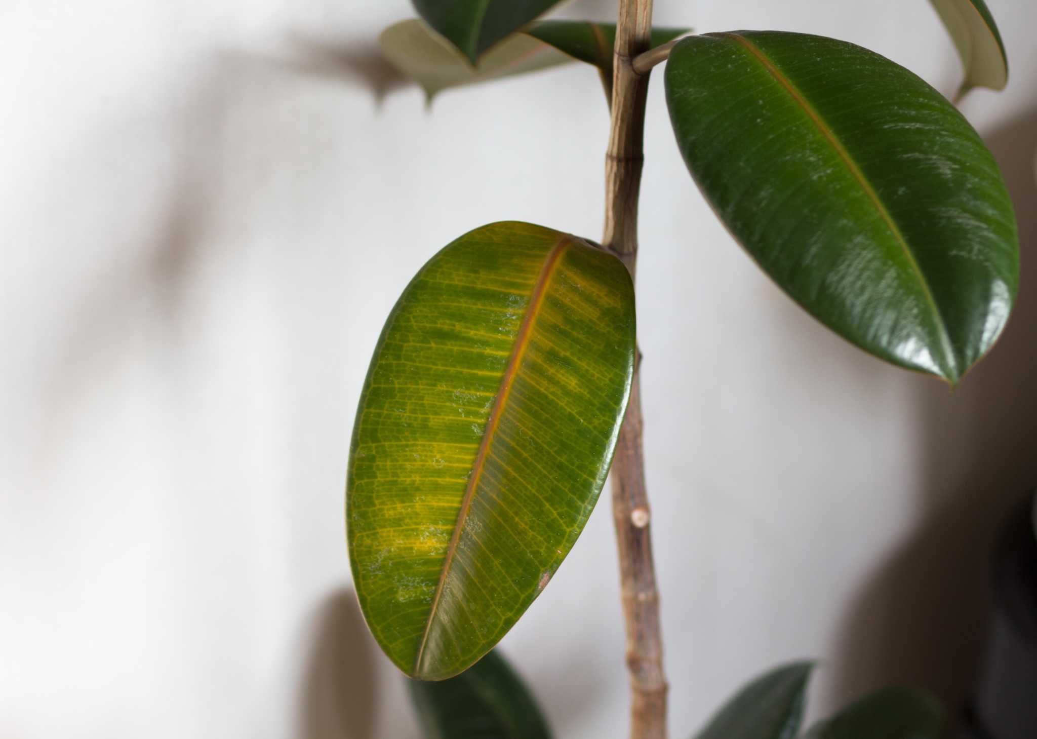 How to Get a Ficus Elastica Houseplant to Grow Multiple Branches