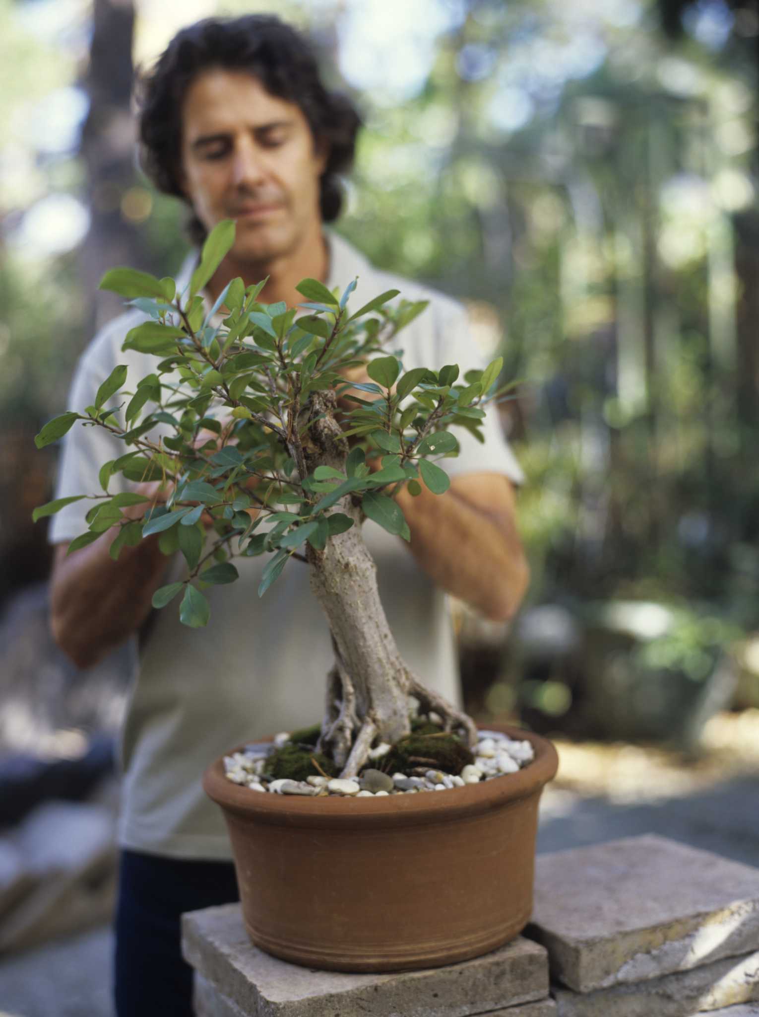 Ficus or Fig Bonsai Tree Information