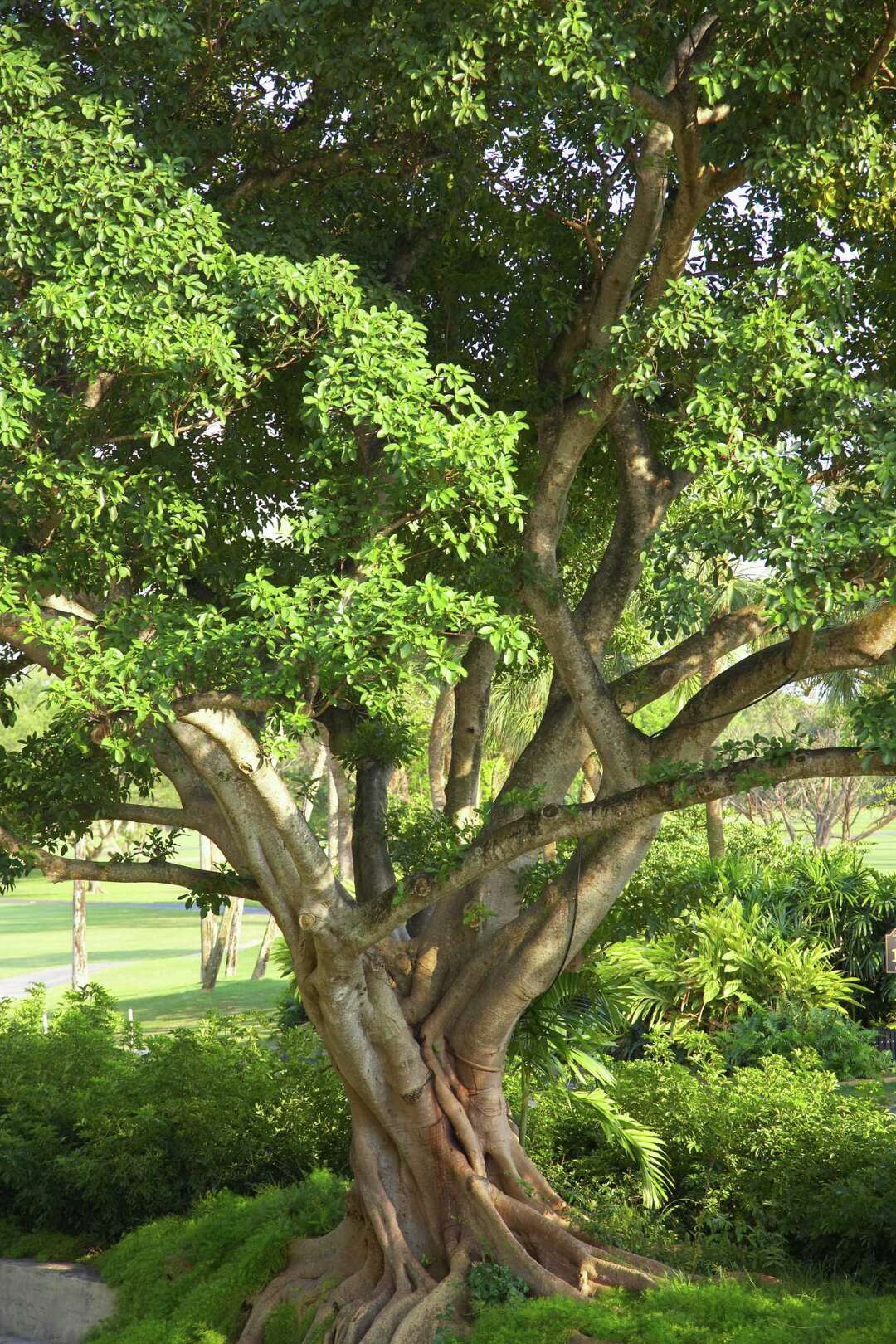 Ficus Tree Problems With Shiny & Sticky Leaves