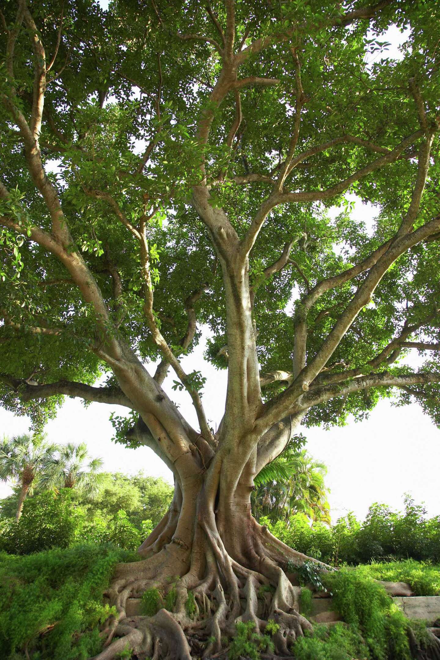 What Is Ficus Tree Scale Disease?