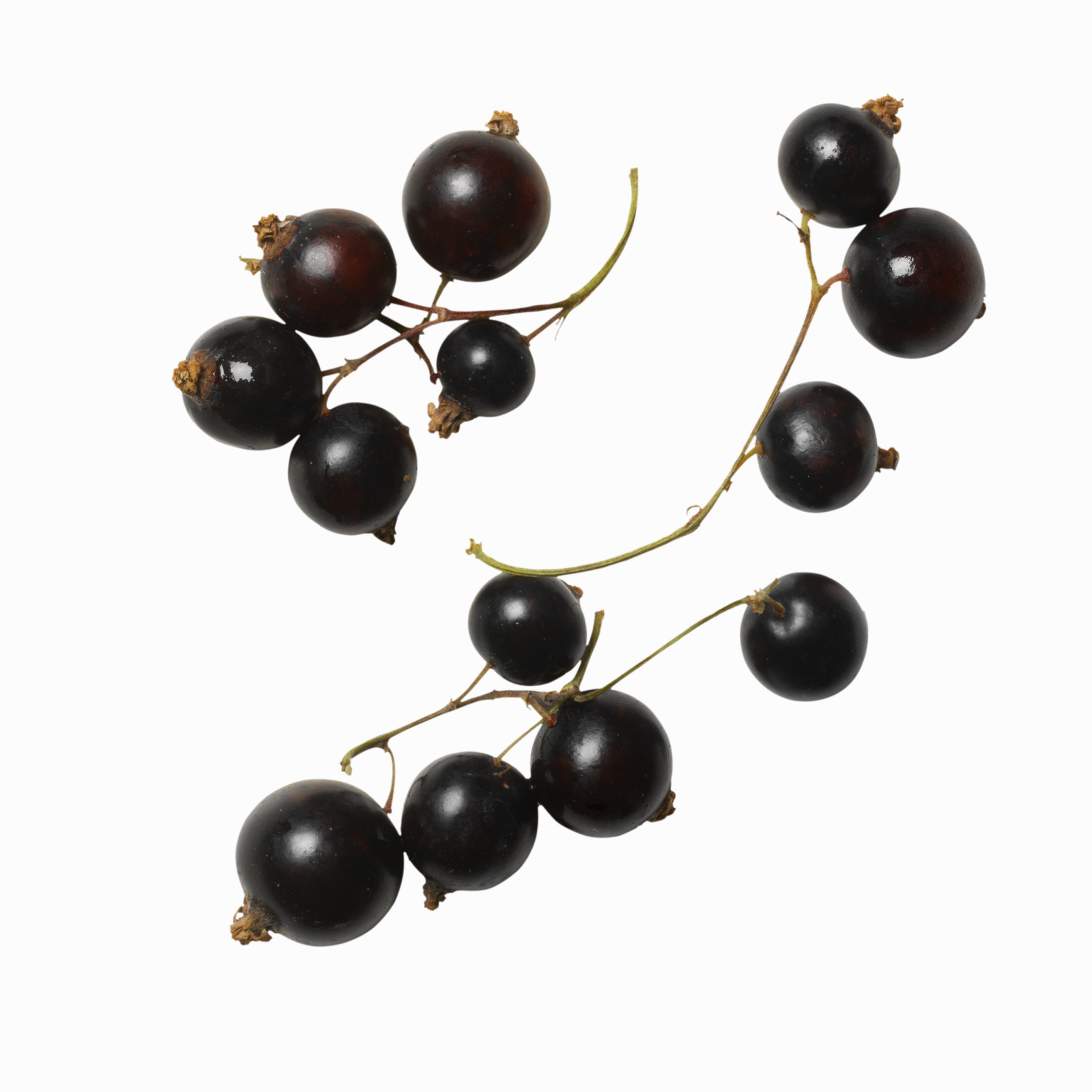 How to Identify Black Currant Berries