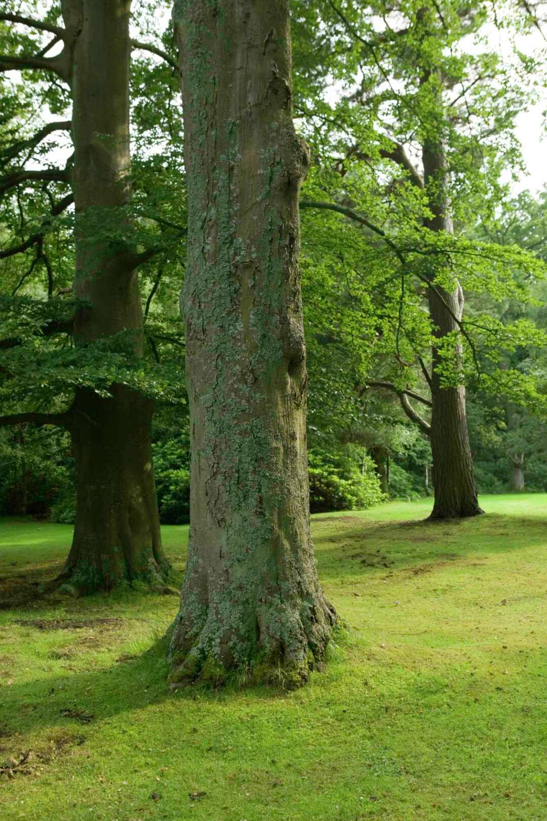 How to Figure out the Circumference of a Tree