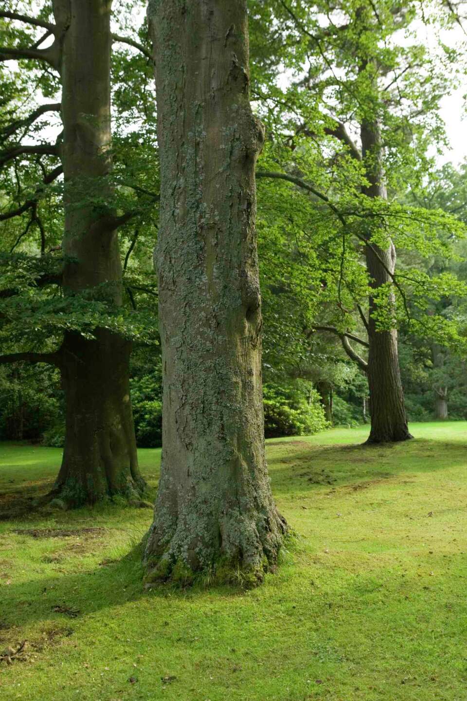 How to Figure out the Circumference of a Tree