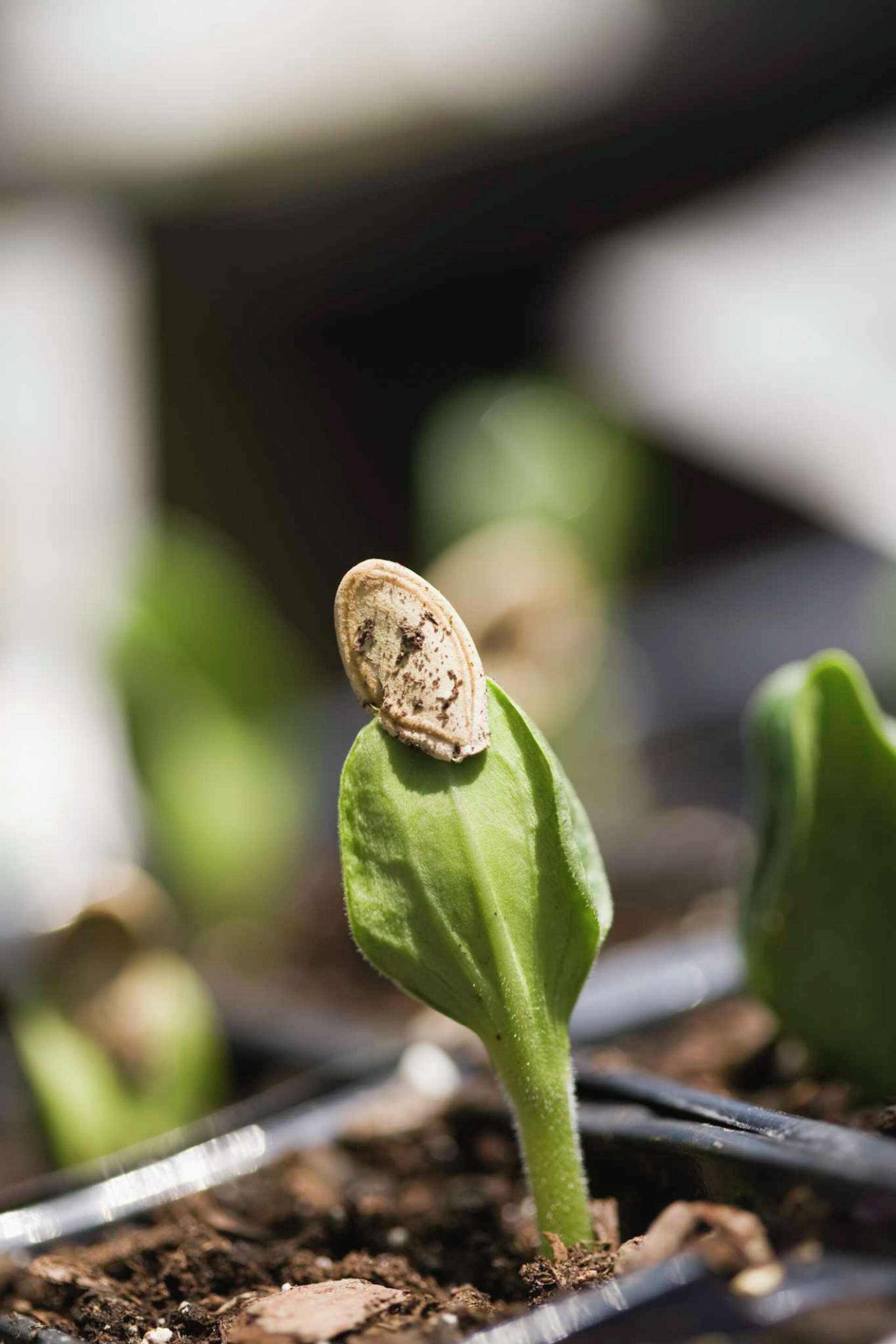 Germinated Seeds Are Rotting