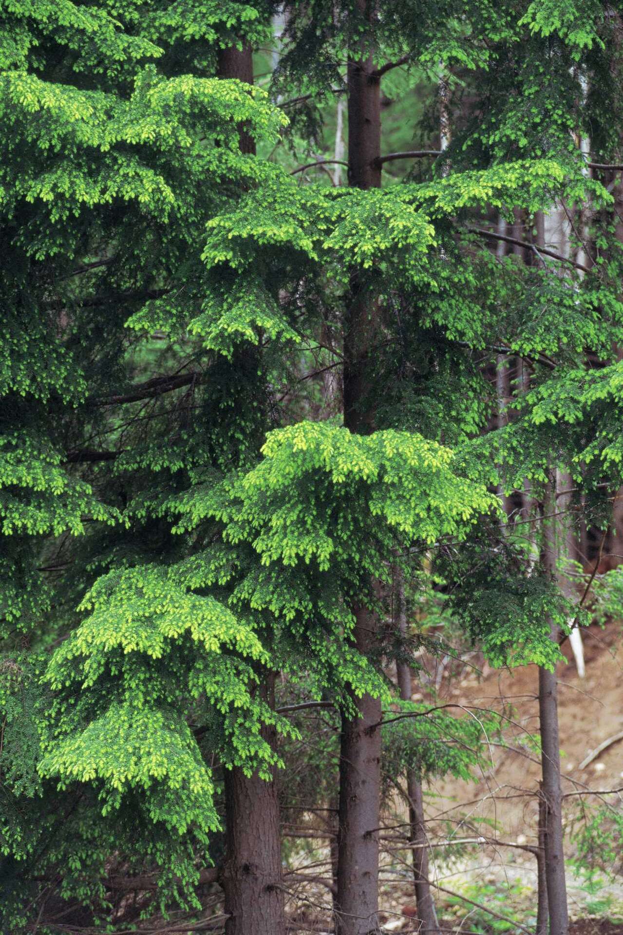 Hemlock Shrubs