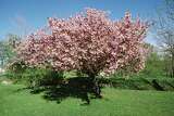 Life Expectancy of Ornamental Cherry Trees