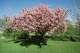 How Big Do Cherry Trees Get?