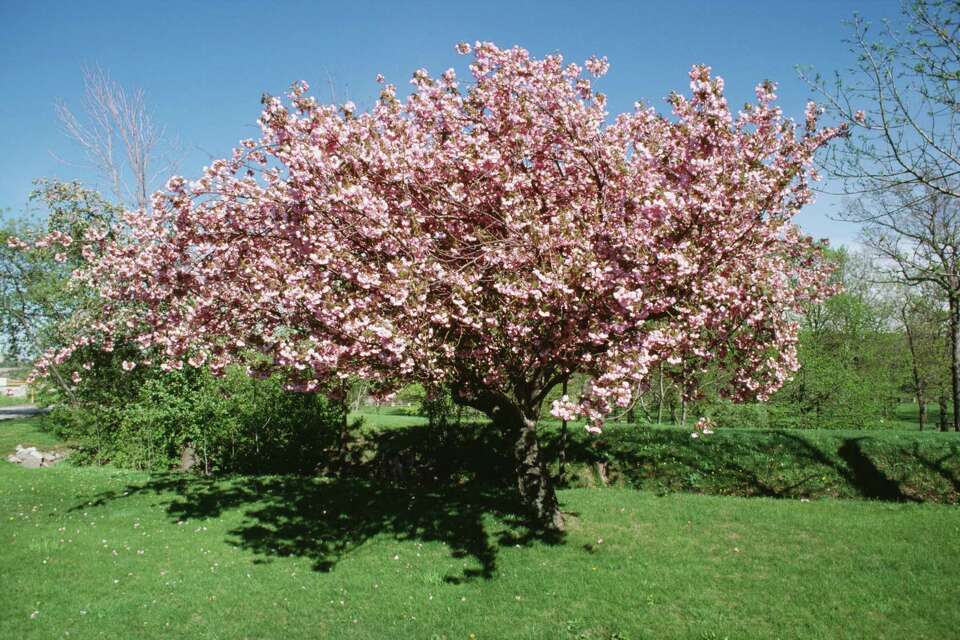 How Big Do Cherry Trees Get?