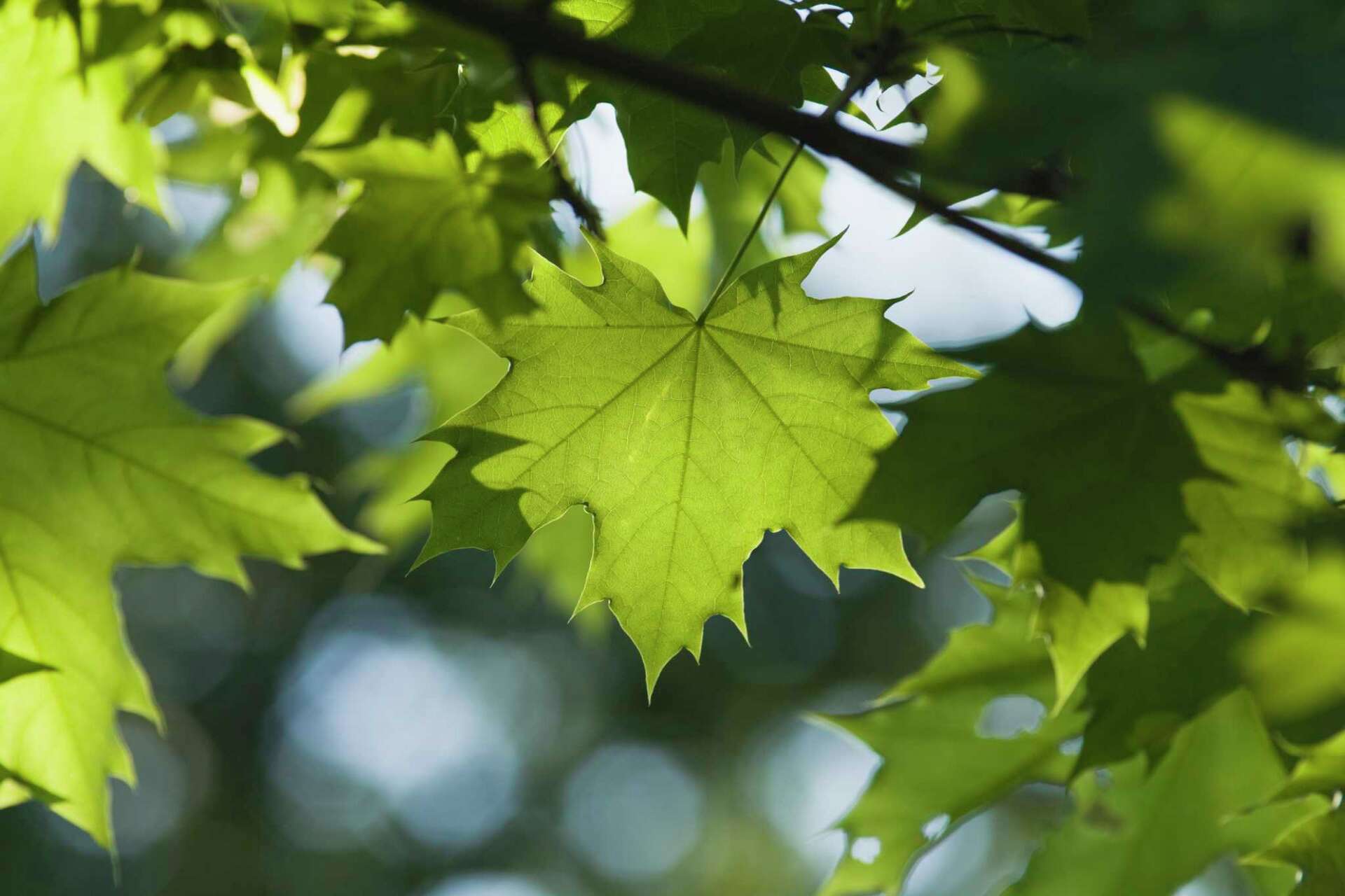 Caterpillars That Eat Maple Leaves