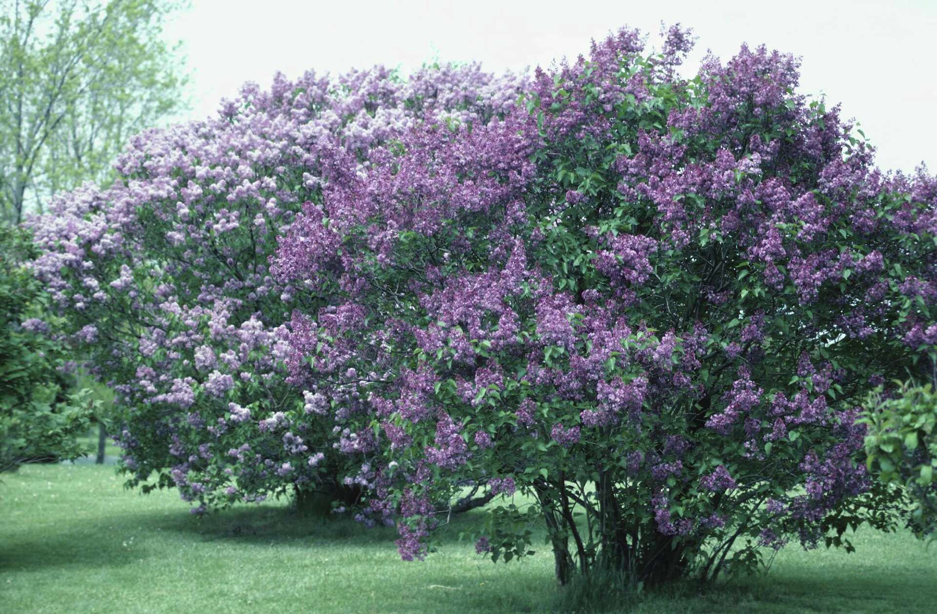How to Start Crape Myrtles From Roots