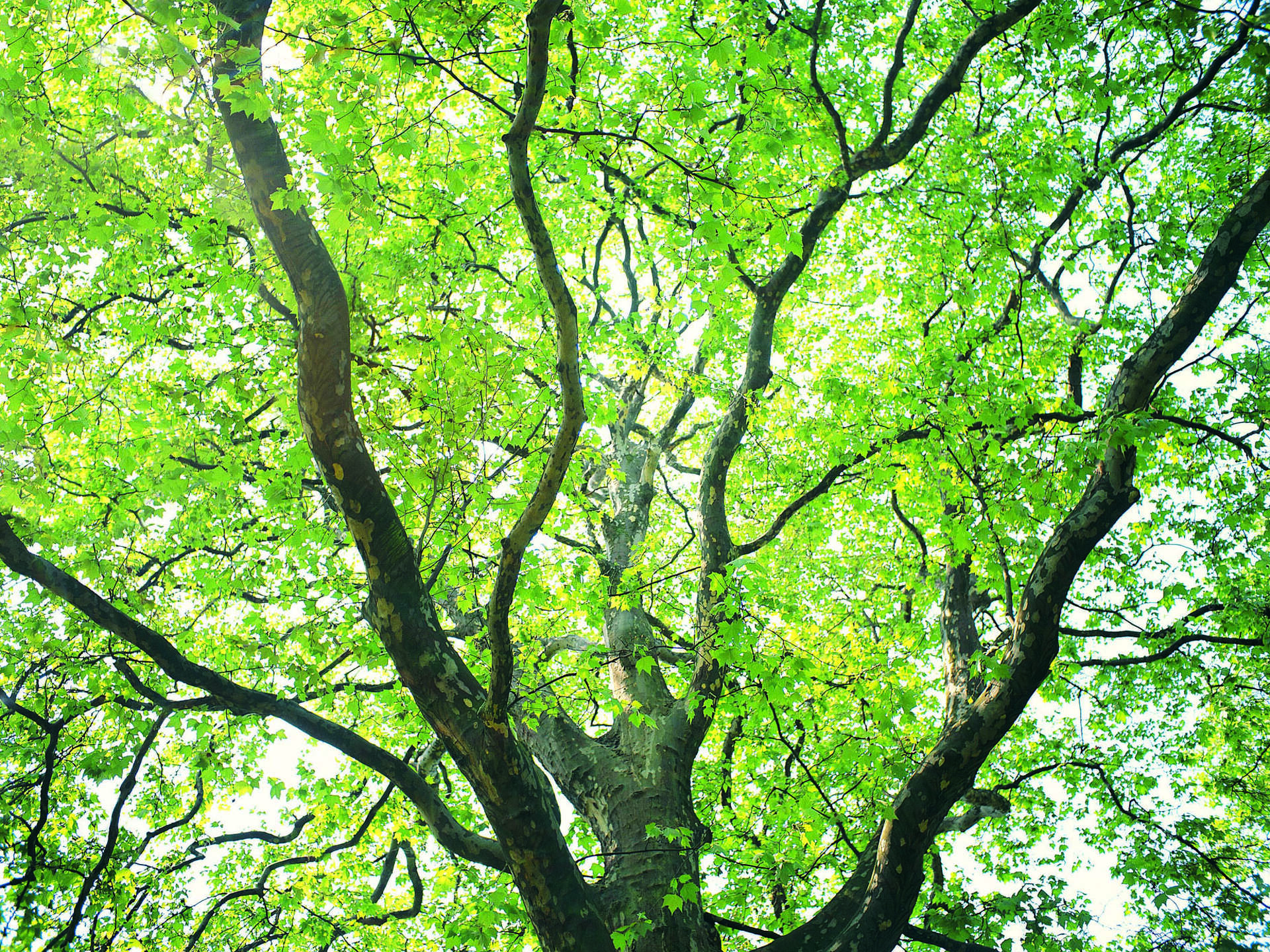 How to Fill the Crotch of a Splitting Tree