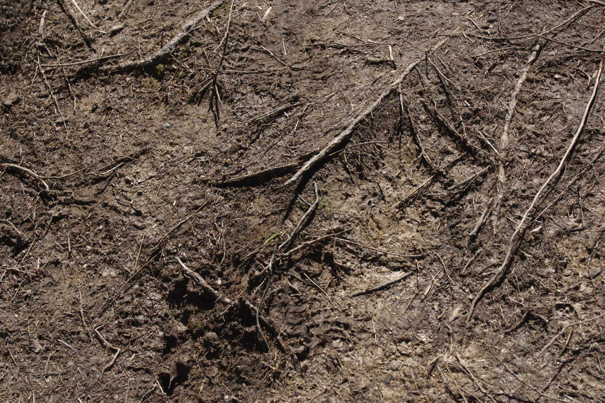 How Big Are the Roots of an American Beautyberry?