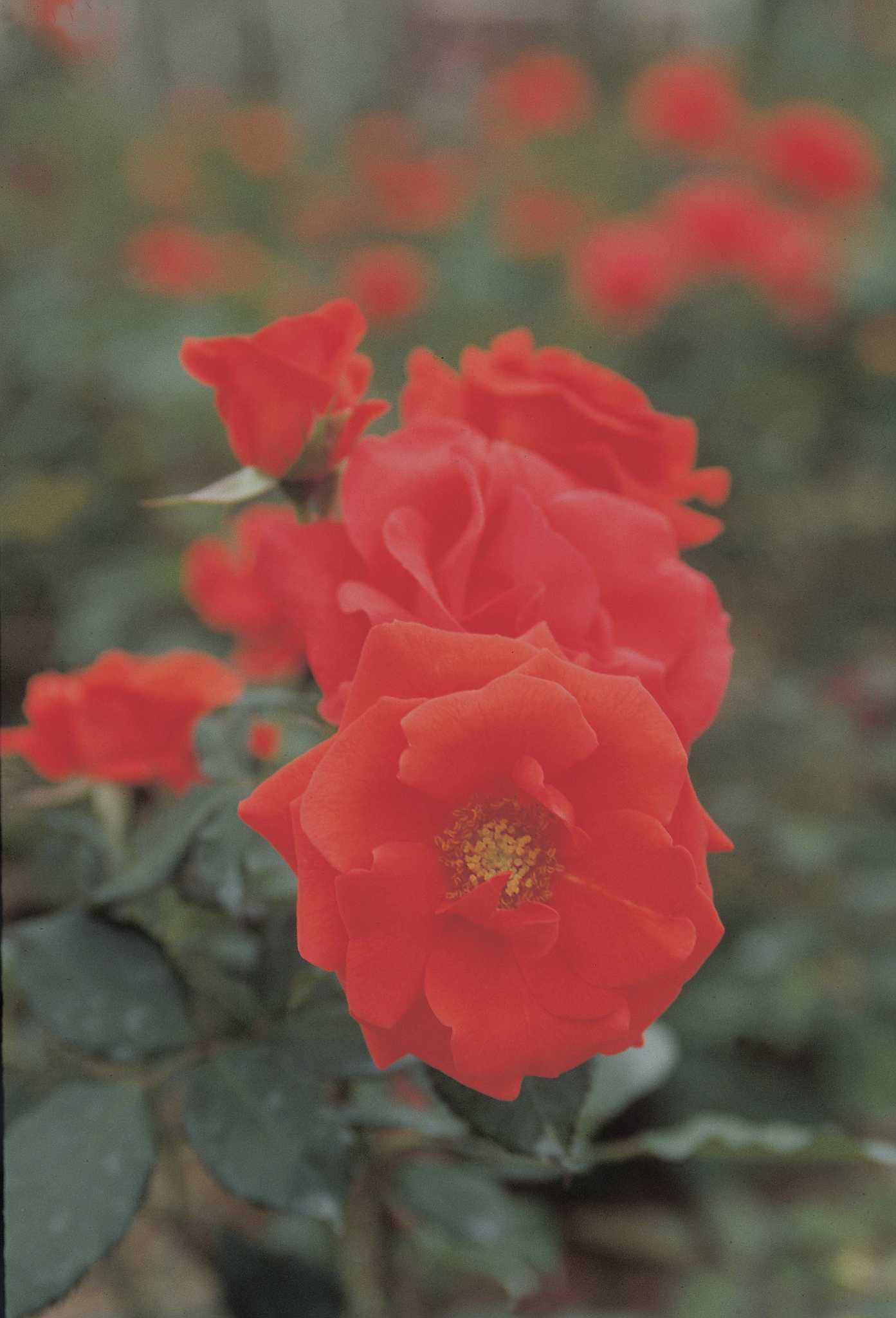 How Big Should a Bed Be to Plant Five Rose Bushes?