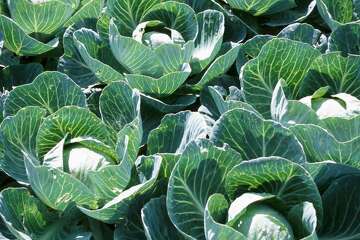 How to Grow Cabbage in a Square Foot Garden