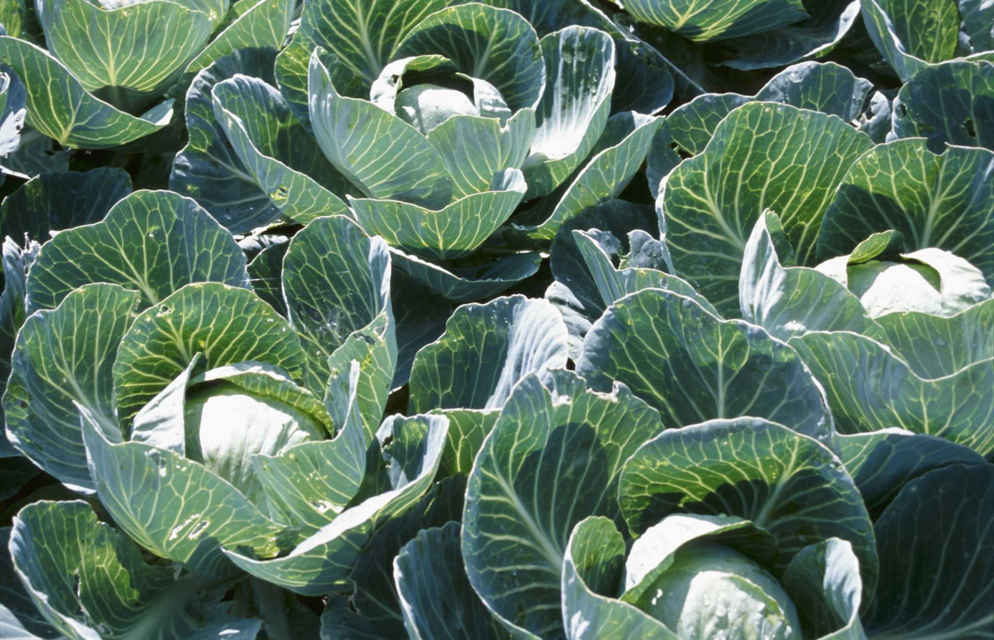 How to Grow Cabbage in a Square Foot Garden