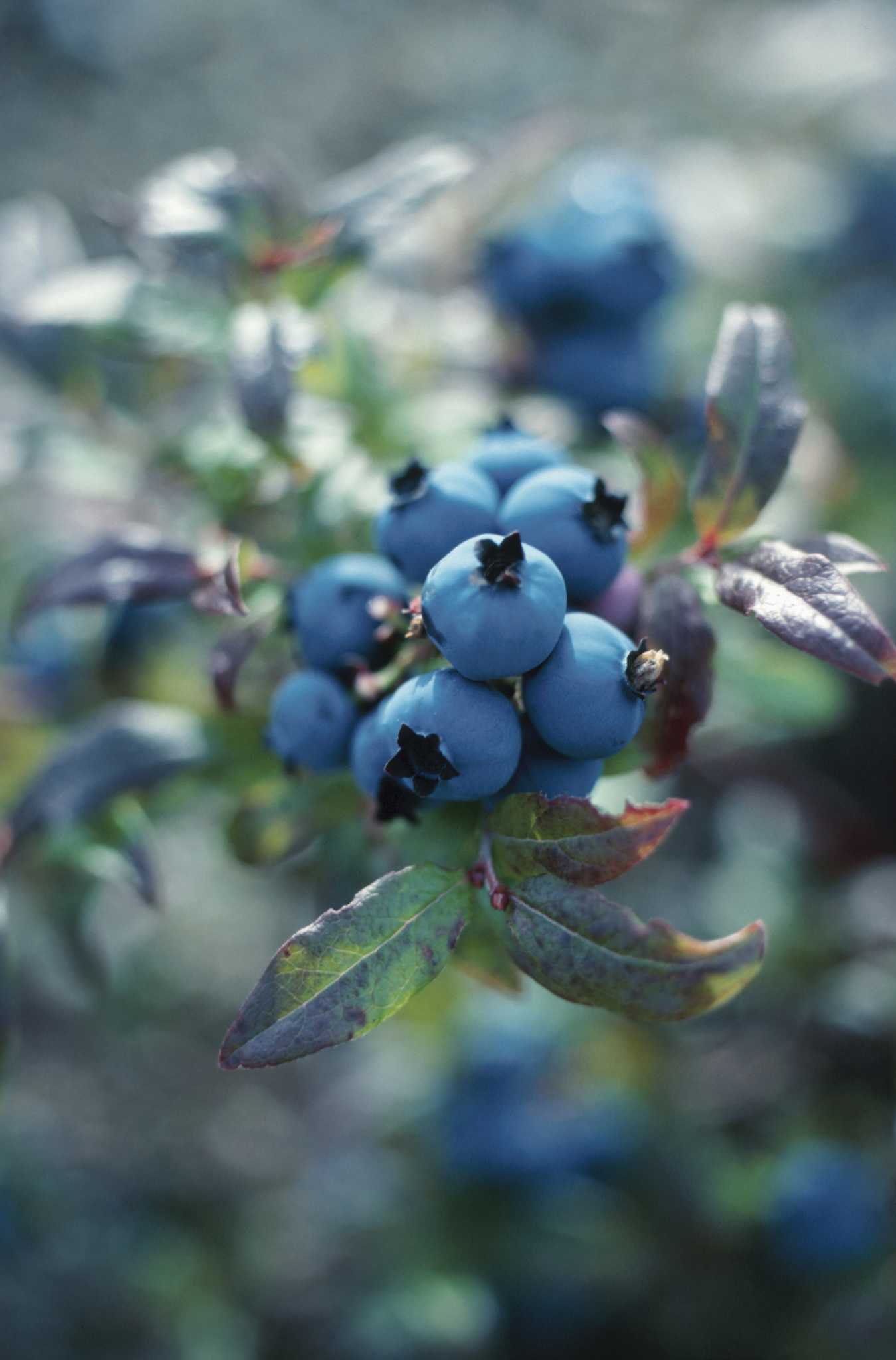How to Get Rid of Grass Around Berry Bushes