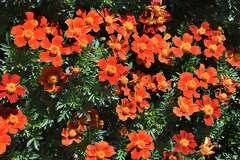 How to Hide Well Pipes