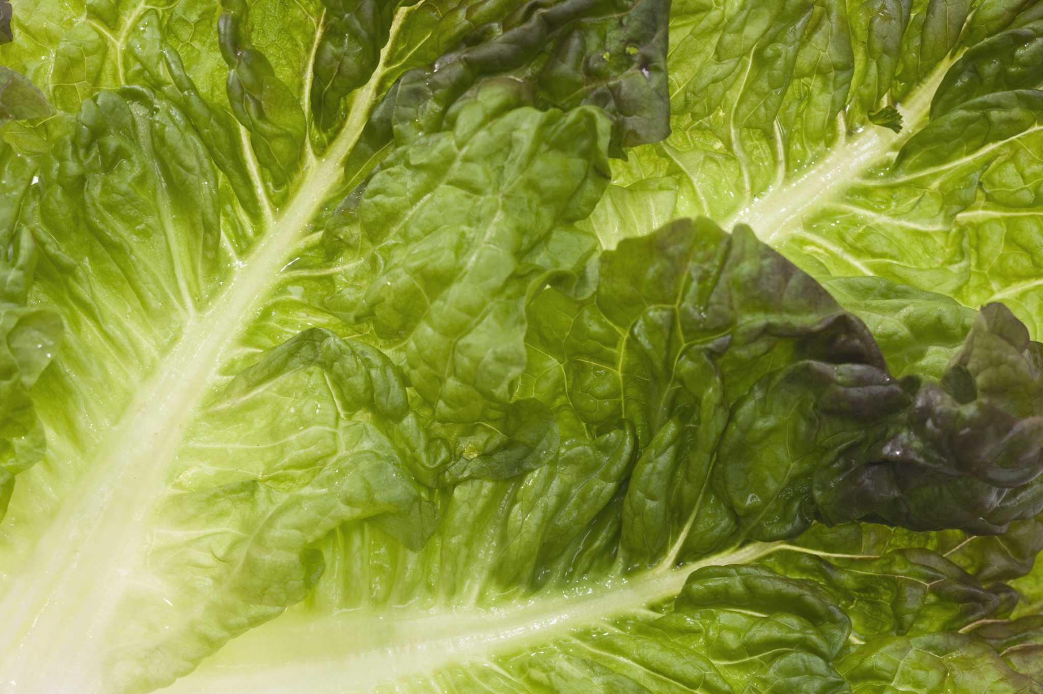 What Do You Do About Bitter Lettuce?