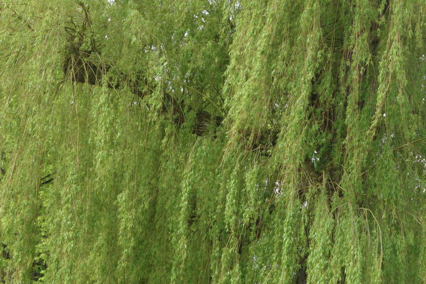 How to Stop a Willow Tree's Roots in a Leach Field
