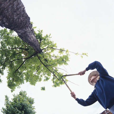 How to Prune a Tree to Get a Wider Canopy