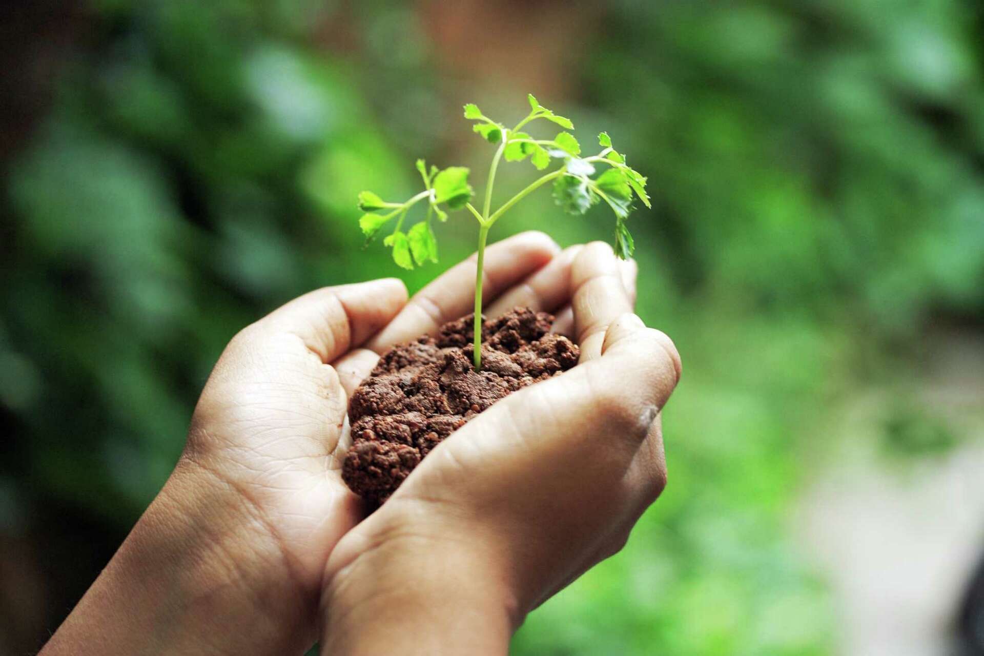 Black Dirt Vs. Topsoil