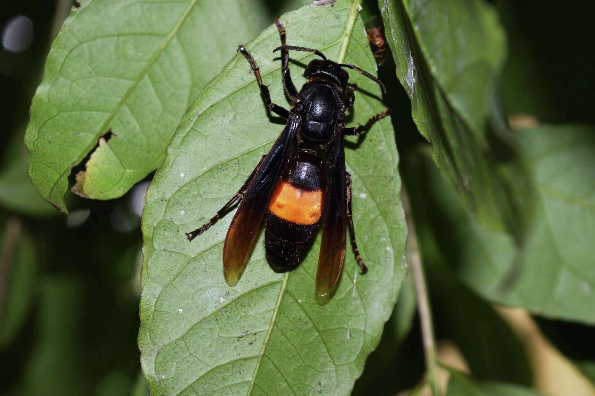 Facts About the Black Hornet Insect