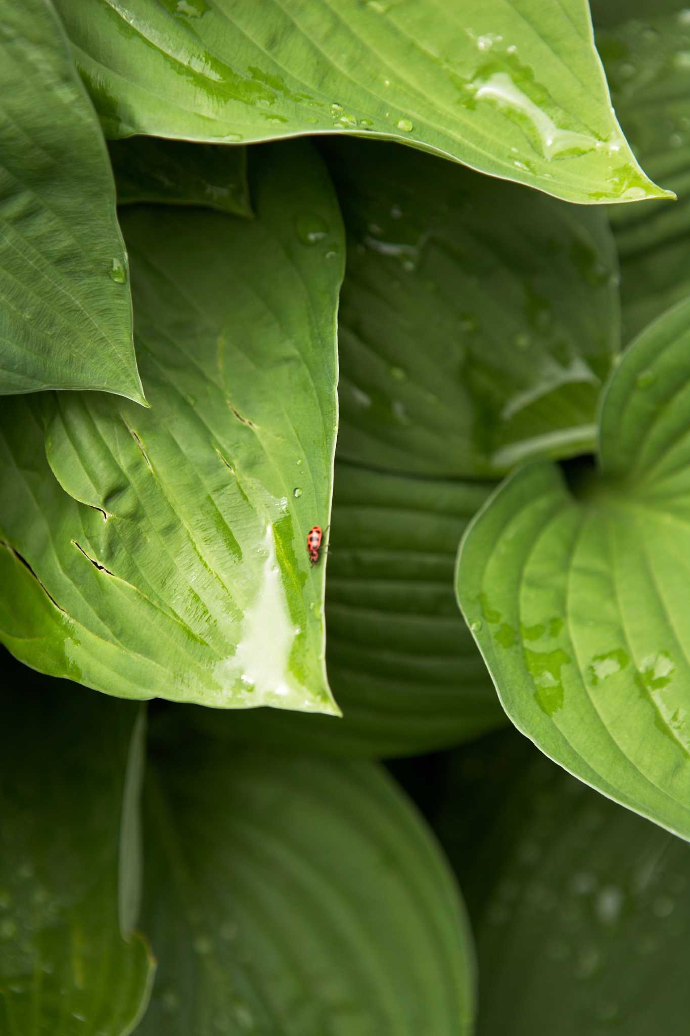 Black Smut Fungus on Hostas