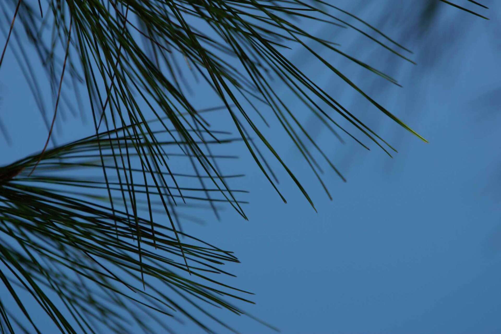 Black Soot Pine Tree Disease Treatment